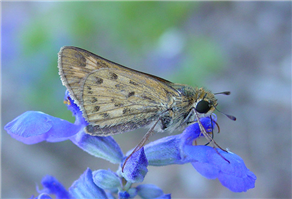 We Butterfly - Fiery Skipper